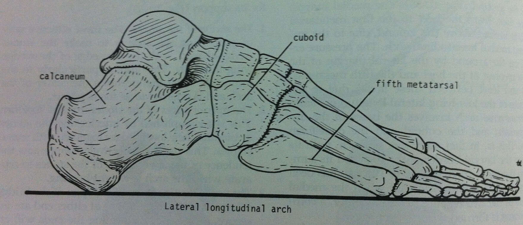 IMPORTANCE OF SAVING MAXIMUM POSSIBLE - EACH TOE IS IMPORTANT ...